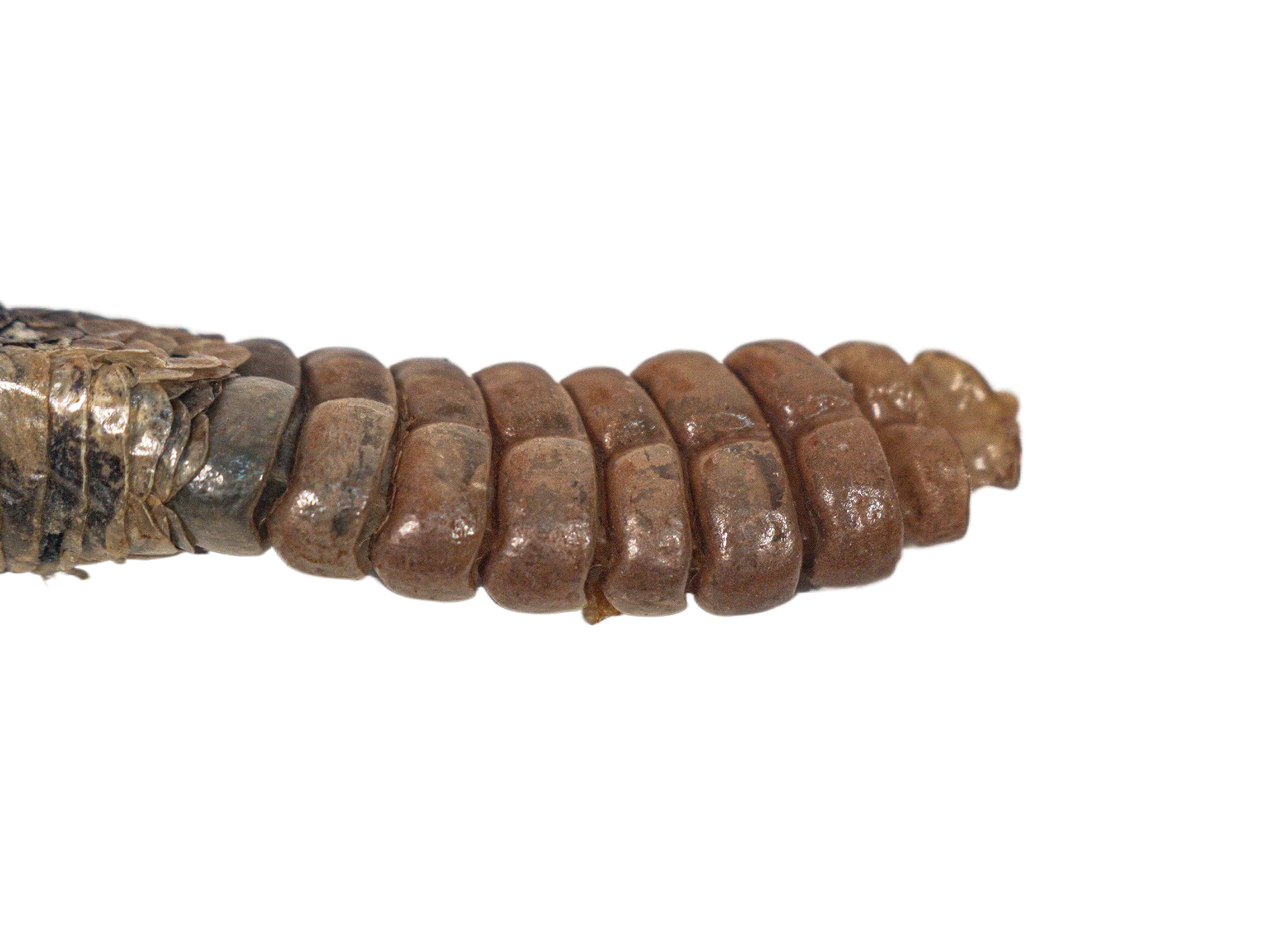 Real Rattlesnake Rattle and Tail (AZ-598-P505)