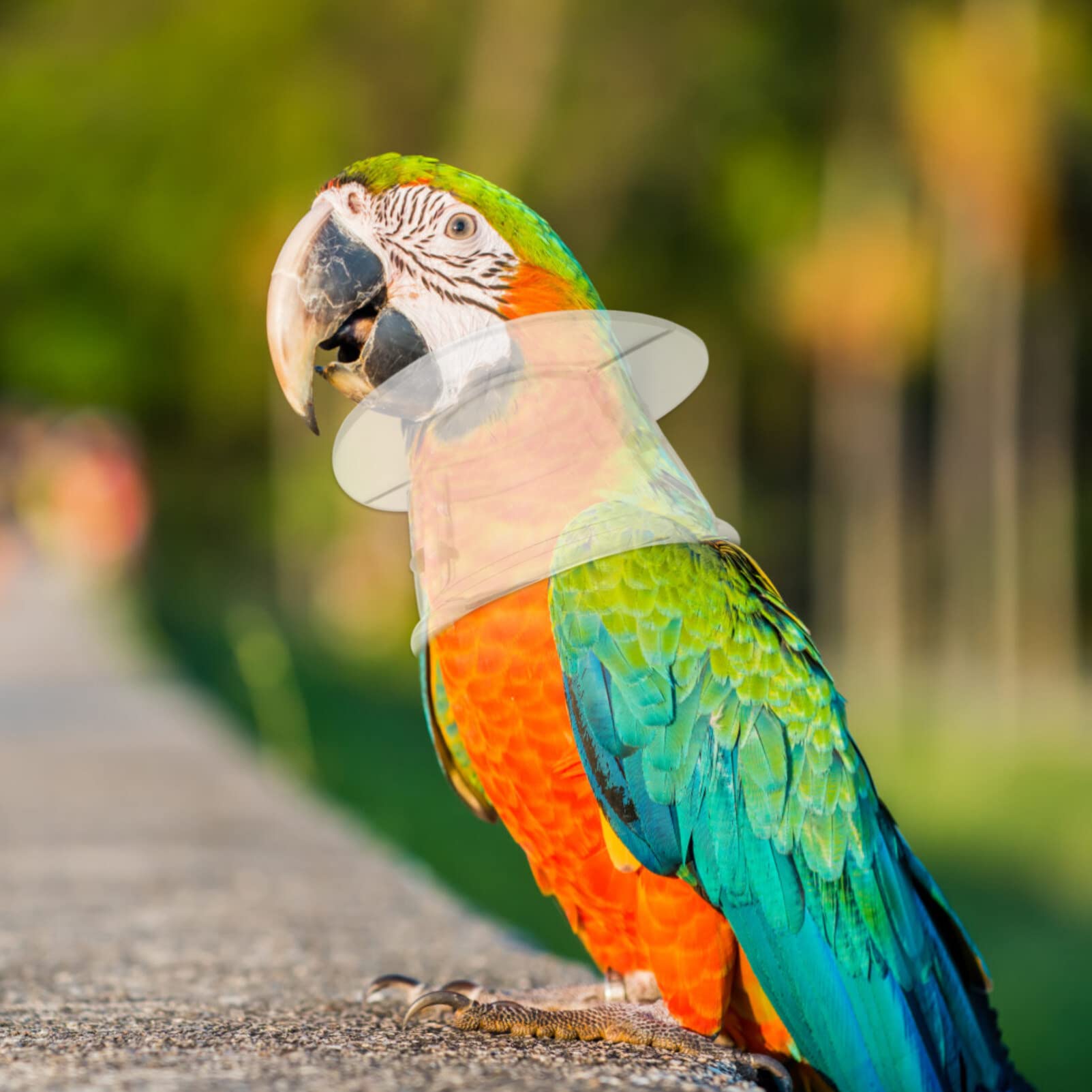 Parrot Neck Collar, Plastic -bite Collar Clear Bird Feather Protector Prevent Grab Lick Healing Safety Bird Cone Collar for Macaw Cockatoo Parrot Large