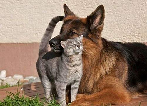 cat Skin Conditioner - PET Allergy Relief - for Dogs and Cats - Stop ITCHING and HOT Spots - Healthy Immune Support - cat Coat Supplement - 2 Bottles (150 Tablets)