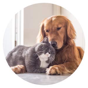 cat Fur Supplement - Pets Healthy Hair and Coat - Boost Immune System - Nail Health - Premium Complex - cat Skin and Itch Relief - 60 Treats (1 Bottle)