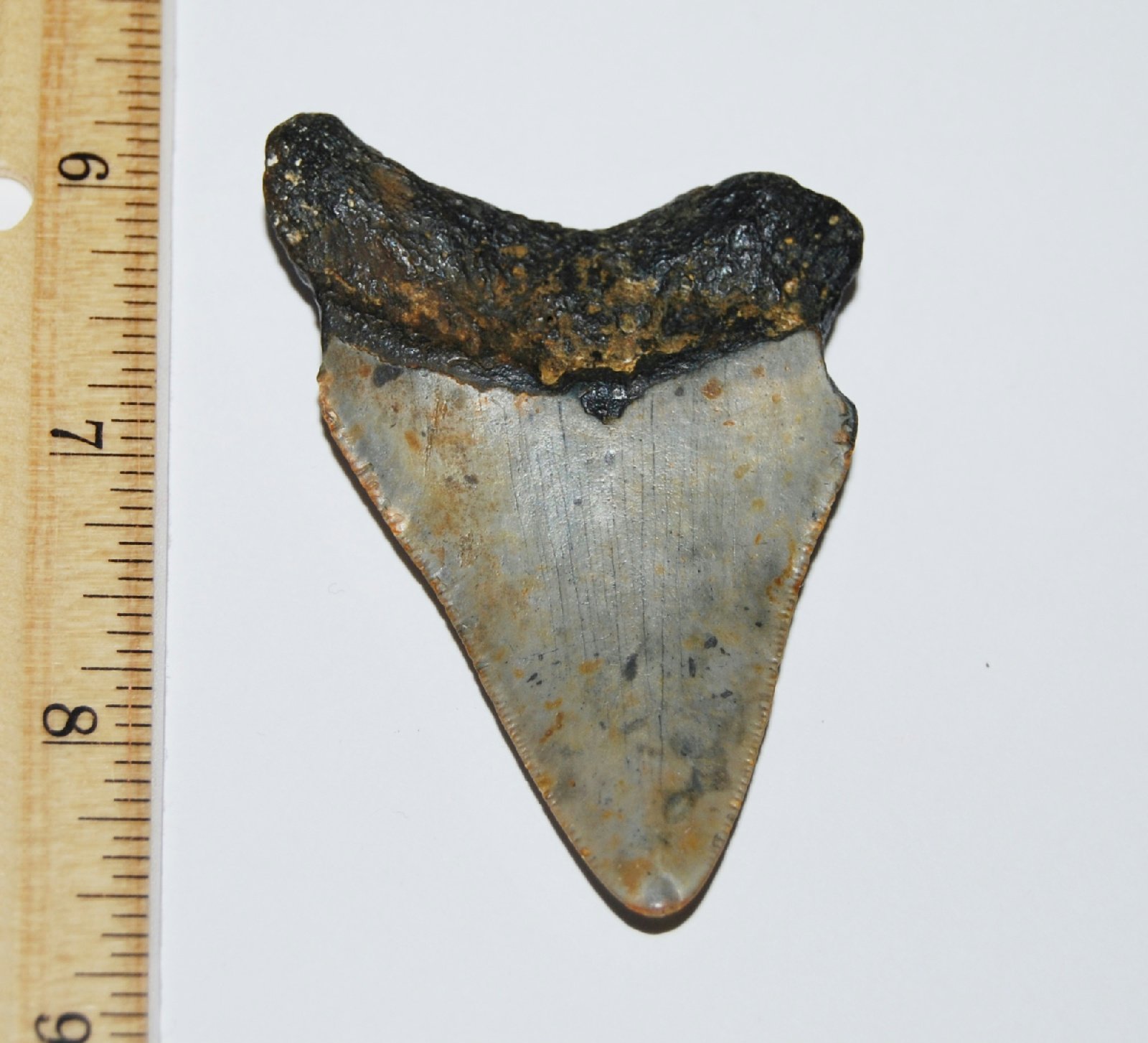 MEGALODON TOOTH Fossil SHARK 2.901 inches - Up to 25 Million Years Old #1516 5o