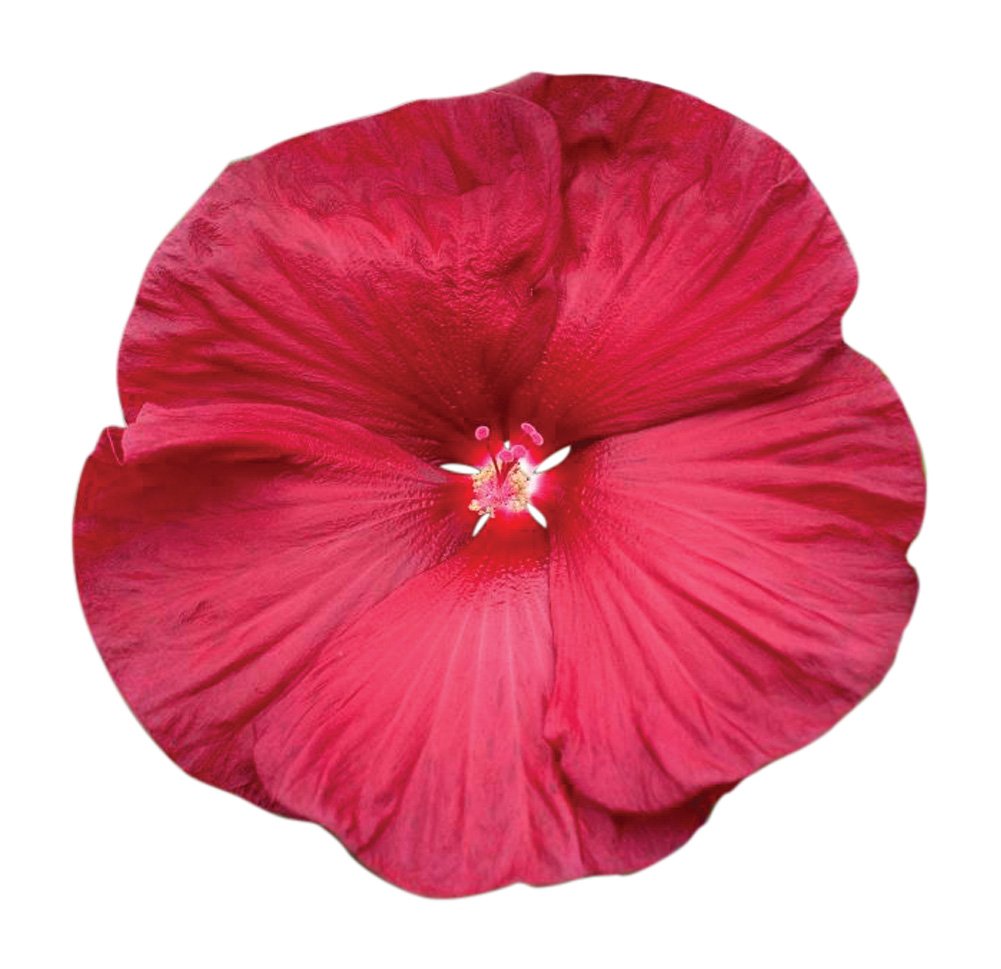 Burpee Honeymoon Red Hybrid Hibiscus Seeds 5 seeds