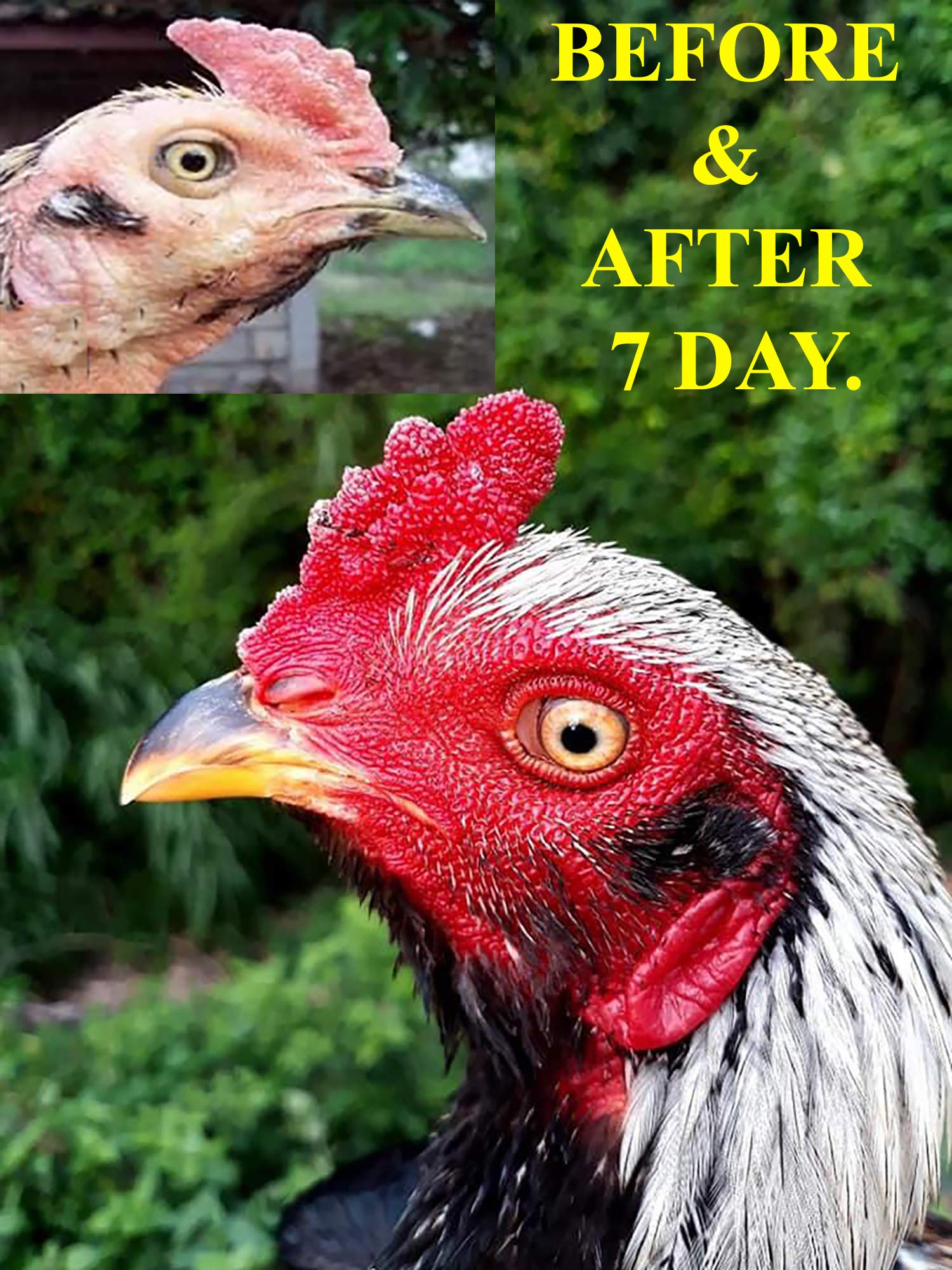 Thunder New Max Vitamins Health Supplement Capsules Rooster Booster Chicken Increasing Energy Formula Feed Cock Fighting Gamecocks, Good Breeding, Stronger & More Power, Healthy 90 Capsules Hen Food