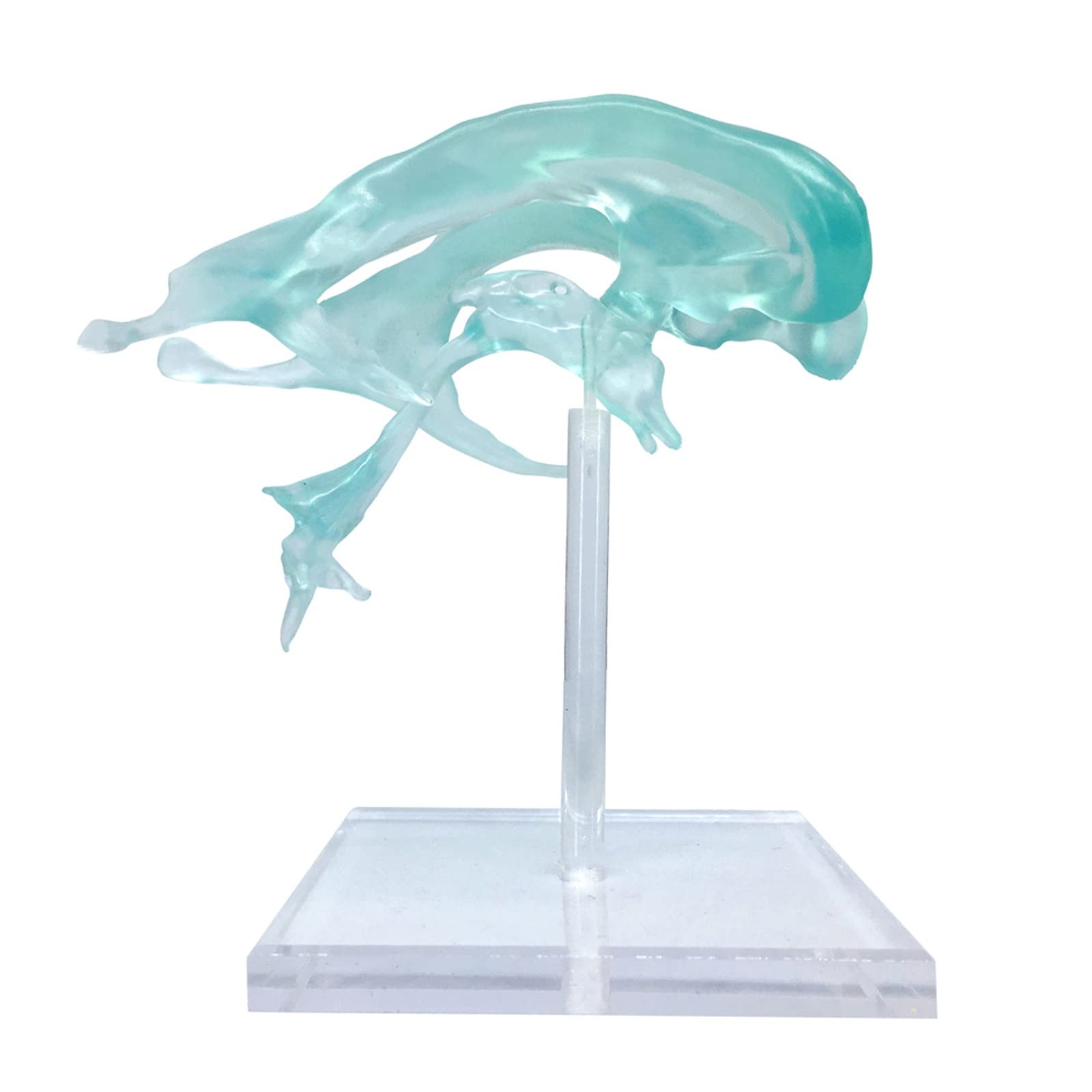 BXQQ Human Brain Ventricles Model, Enlarged Anatomical Model of Central Nerve of Amygdala and Thalamus in Ventricle