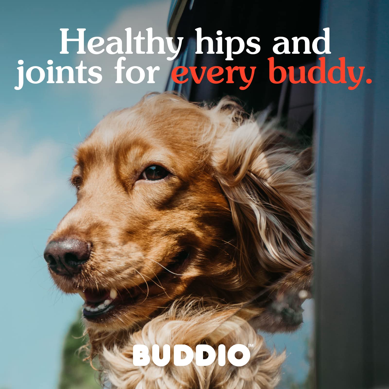 BUDDIO Advanced Hip & Joint Dog Supplement – High-Potency Glucosamine, Fish Oil, Vitamin E, Manganese – Tasty Chicken Liver Flavored Soft Chews, 90 Count – Vet Recommended for Enhanced Mobility