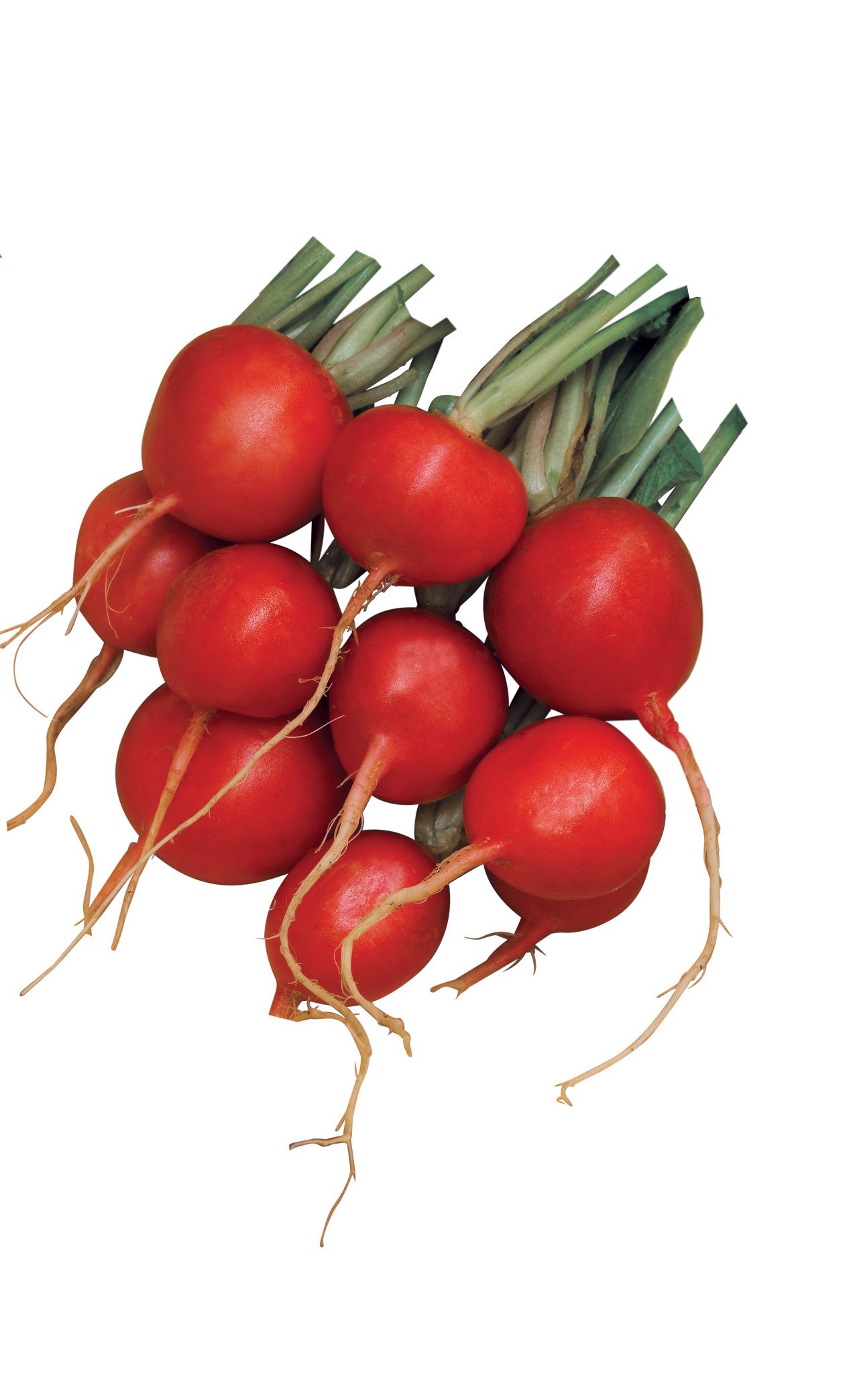 Burpee Cherry Belle Radish Seeds 2000 seeds