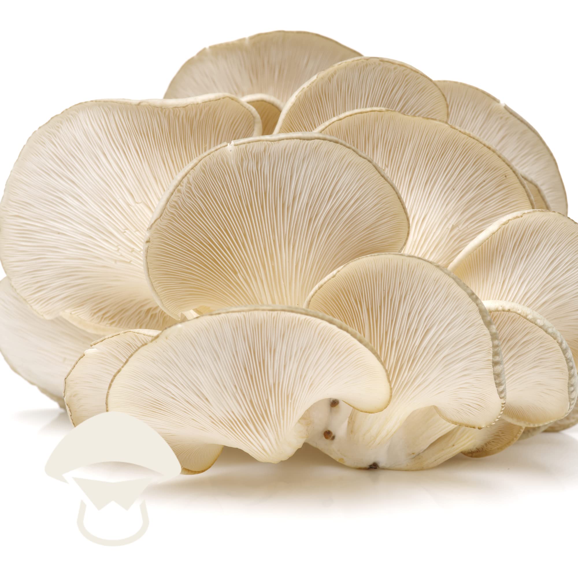 Epic Mushrooms: Lab-Grade Liquid Culture Syringe (Pearl Oyster (Pleurotus Ostreatus))