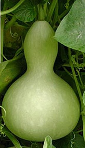 Bambino Zucca del pellegrino - 20 Semi