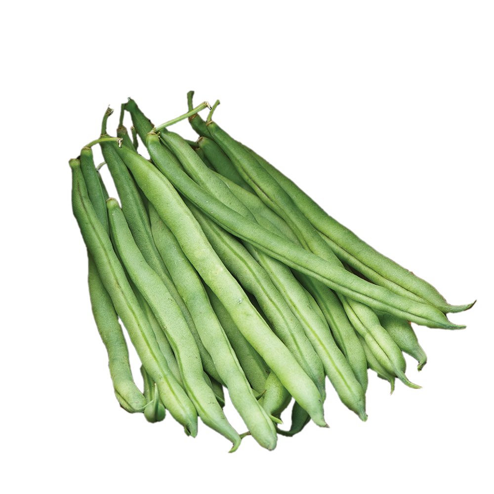 Burpee Big Kahuna Bush Bean Seeds 2 ounces of seed