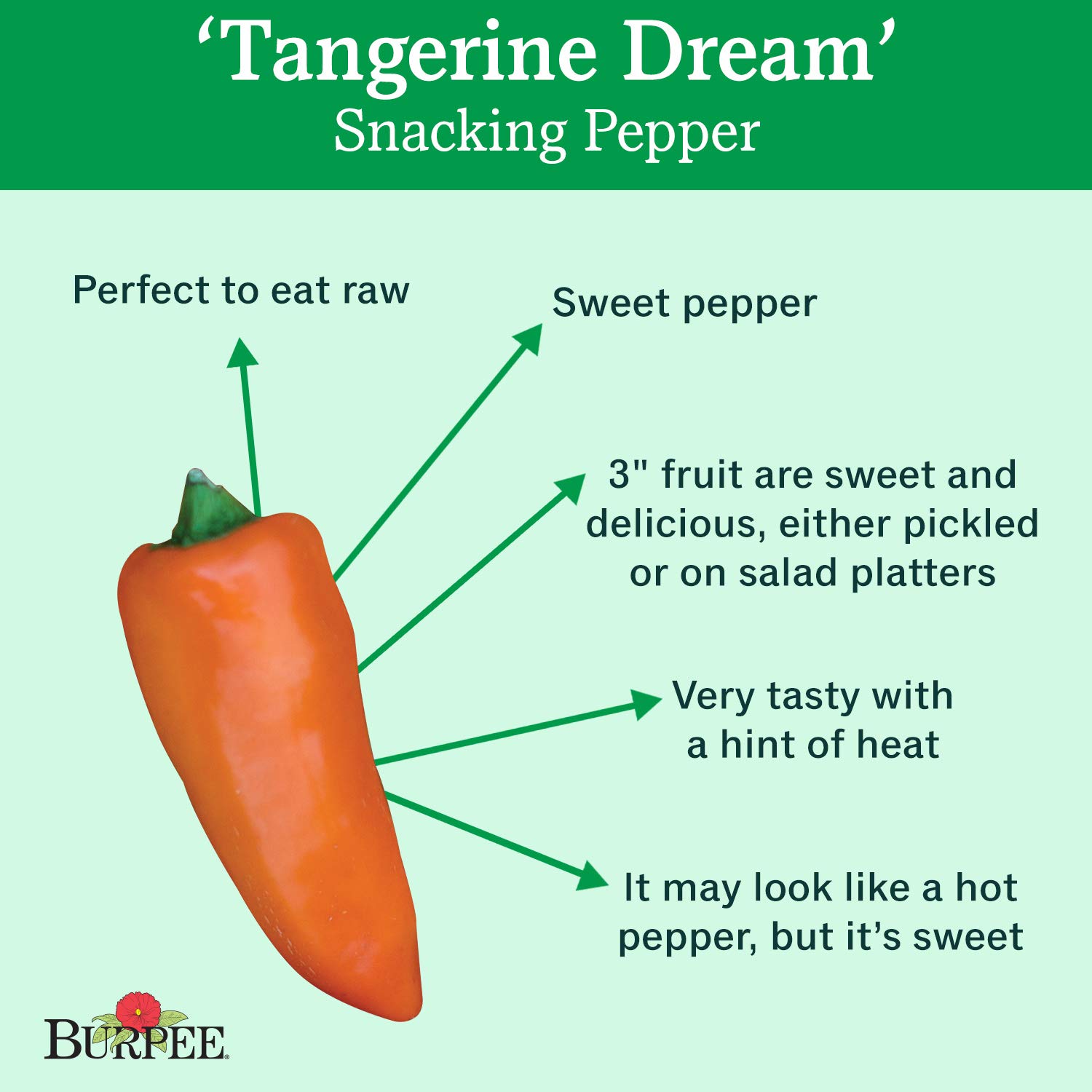 Burpee Tangerine Dream Sweet Pepper Seeds 30 seeds