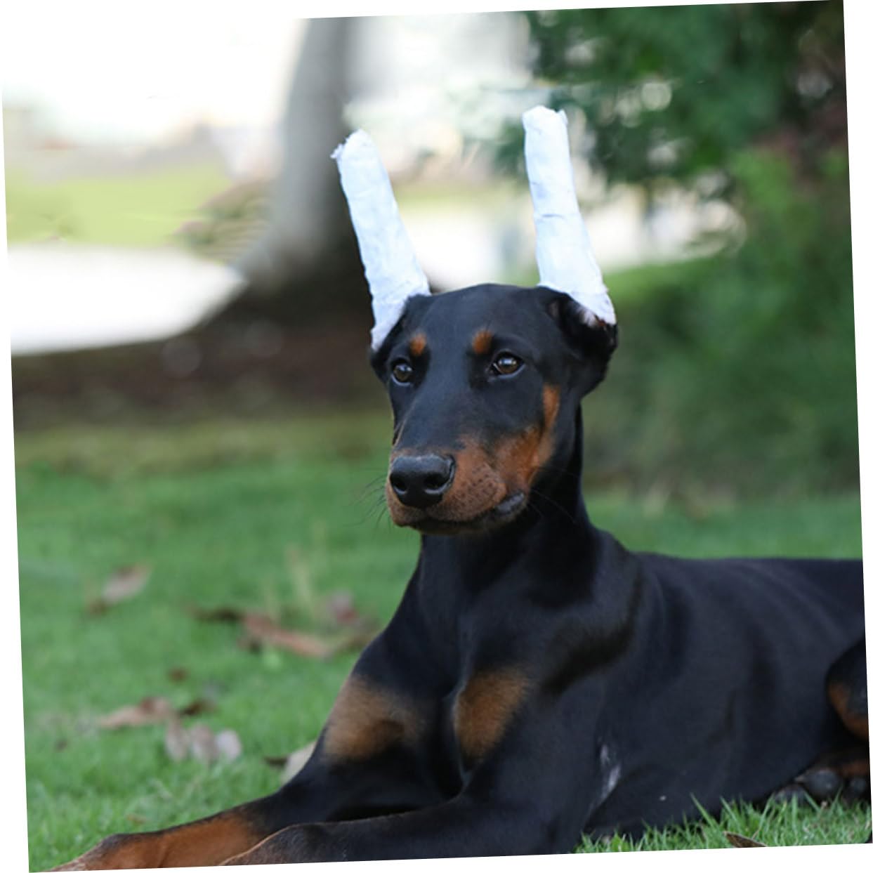 BCOATH 10pcs Puppy Dog Ear Stand Ear Standing Tool Pet Ear Tape Dog Ear Support Dog Supply Ear Standing Support Stick Doberman Pinscher Bracket Foam White Pet Dog Dedicated