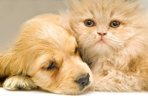 cat Immune System Boost - Ultra PET Vitamins - Chews - for Dogs and Cats - Mineral Supplement - Magnesium for Cats - 90 Treats (1 Bottle)