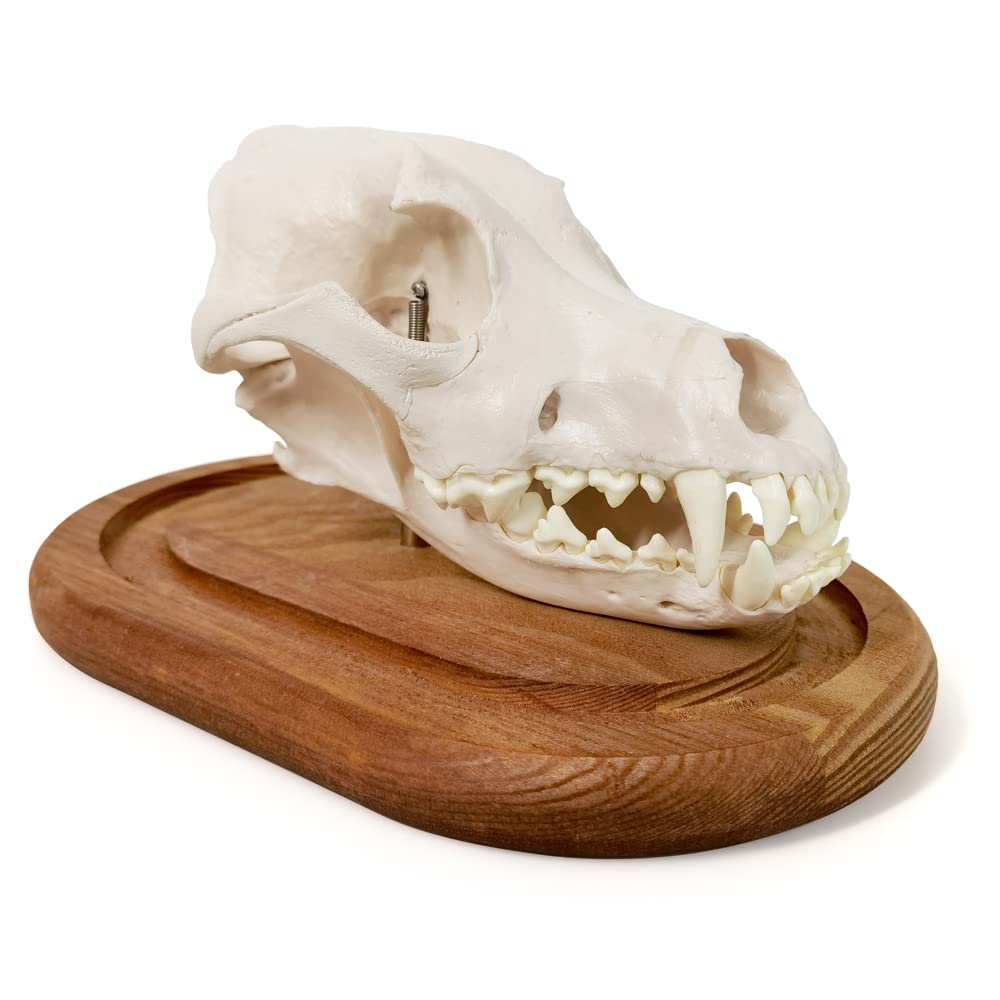 Benilev Dog Skull Anatomy Model, 3 Part Life Size Replica Realistic Animal Head Bone Medical Dog Skull Anatomical Model for Anatomy and Physiology Education Learning Teaching or Display Prop