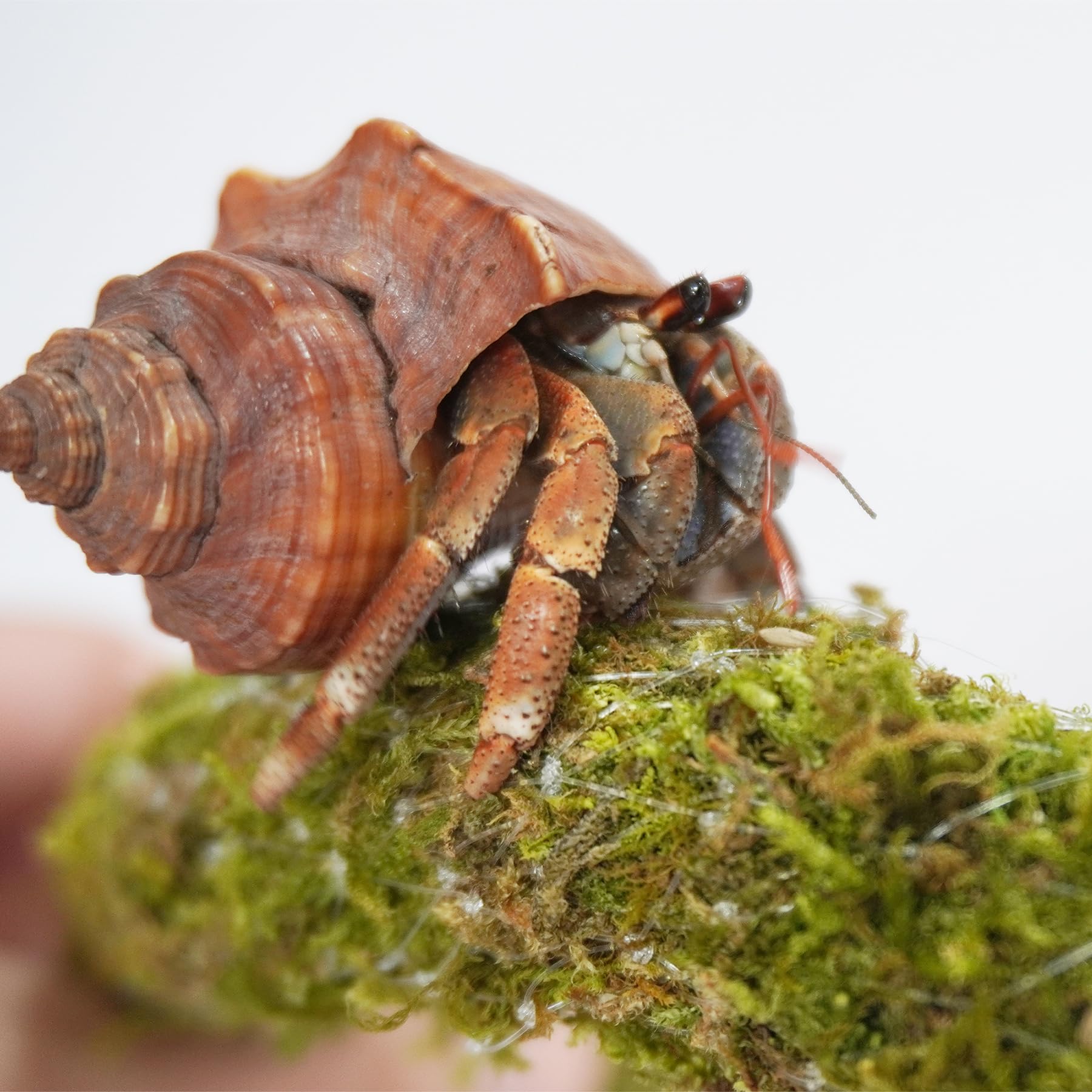 Begeterday 2 Pack 25 Inch Hermit Crab Climbing Toys, Bendable Hermit Crab Supplies, Ideal Hermit Crab Habitat Tank Terrarium Accessories