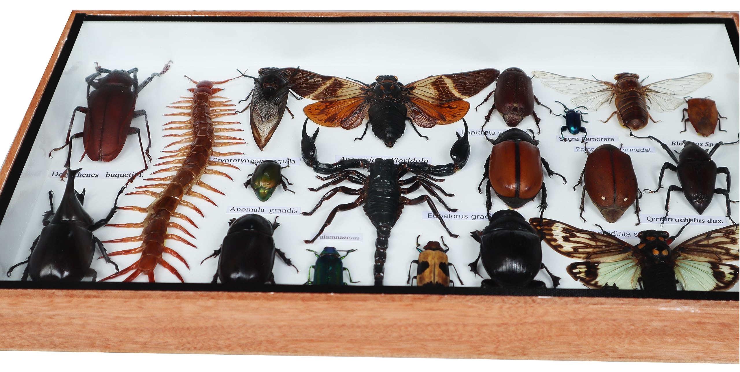 ThaiHonest Very Rare Real MIXS Insect Taxidermy Set in Boxes Display for Collectibles