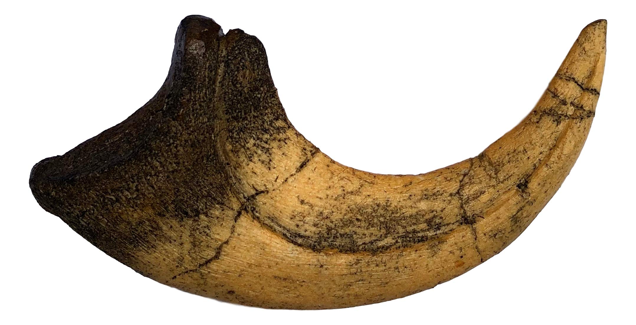Deinonychus Raptor Dinosaur Claw Replica - Museum Quality Cast Fossil Specimen