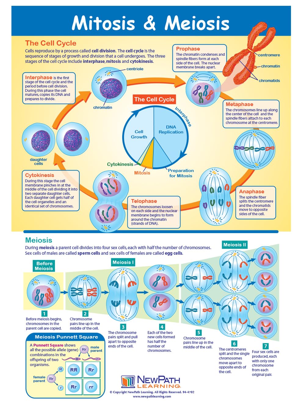 NewPath Learning Mitosis & Meiosis Learning Center Game - Grades 6-9, Standard, Full