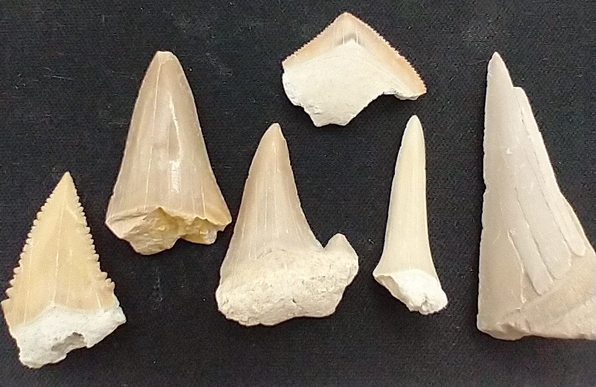 Universal Specialties Shark Teeth in Bag Genuine Fossilized Specimens Perfect for Classroom Lessons Arts and Crafts Necklaces and Play Excavation Sites Real Authentic Eocene Morocco Tooth Approx. 30