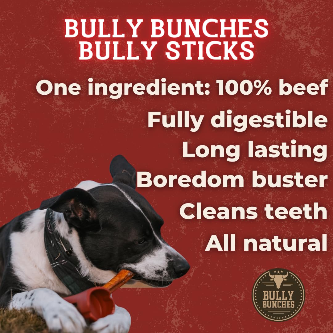 Bully Bunches Premium 12 Inch Thick Odor-Free Bully Sticks for Medium & Large Dogs - Long Lasting Chews for Oral Care - All Natural & Single Ingredient, 100% Beef Dog Treat, Rawhide Free (10 Pk)