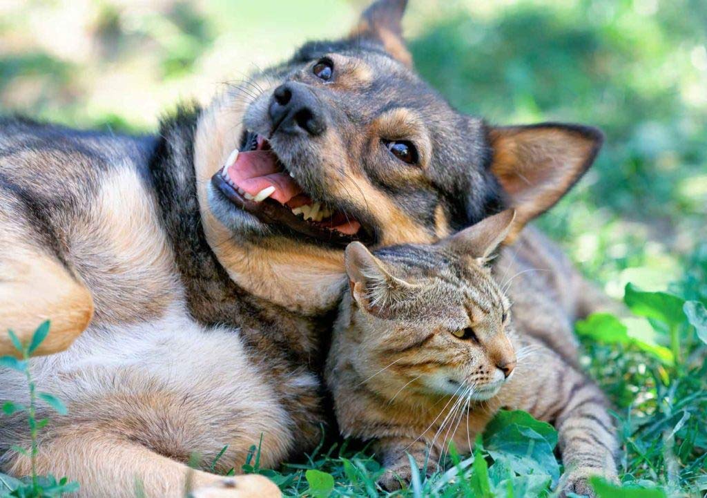 cat Skin and Coat - PET Immune Support - Dogs and Cats - VETS Choice - Chews - Turmeric Cats - 2 Bottles (120 Treats)