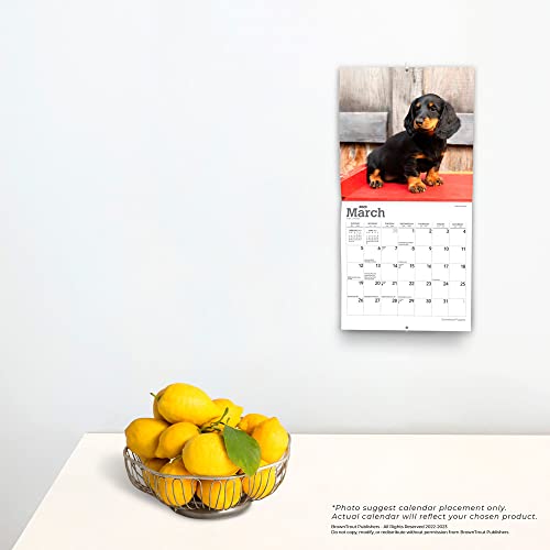 Dachshund Puppies | 2023 7 x 14 Inch Monthly Mini Wall Calendar | BrownTrout | Animals Dog Breeds Puppy DogDays