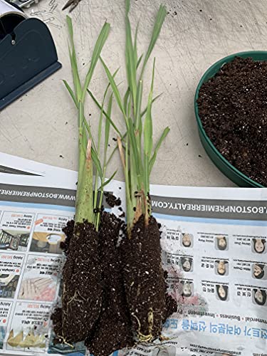 Lemongrass Rootstalk (Cymbopogon Citratus) 2 Live Plants