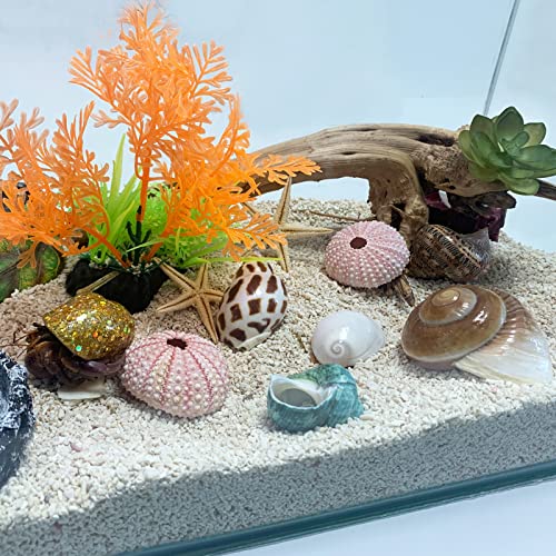 Hermit Crab Shells Medium to Large 0.51-1.18 Inch Assorted Opening Size Natural Turbo Seashells with Decoration Plan and Calcium Supplement