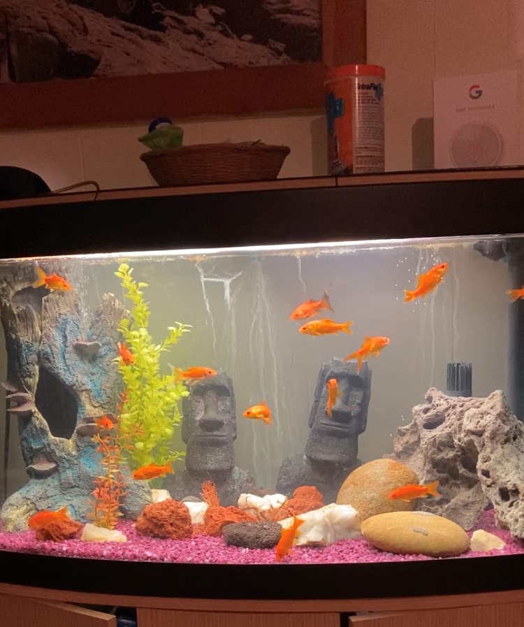 Toledo Goldfish Live Comet Common Feeder Goldfish for Ponds, Aquariums or Tanks β USA Born and Raised β Live Arrival Guarantee β 0.75 to 1.5 inches, 10 Fish