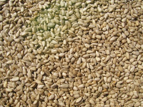 Cole's SM20 Sunflower Meats Bird Seed, 20-Pound