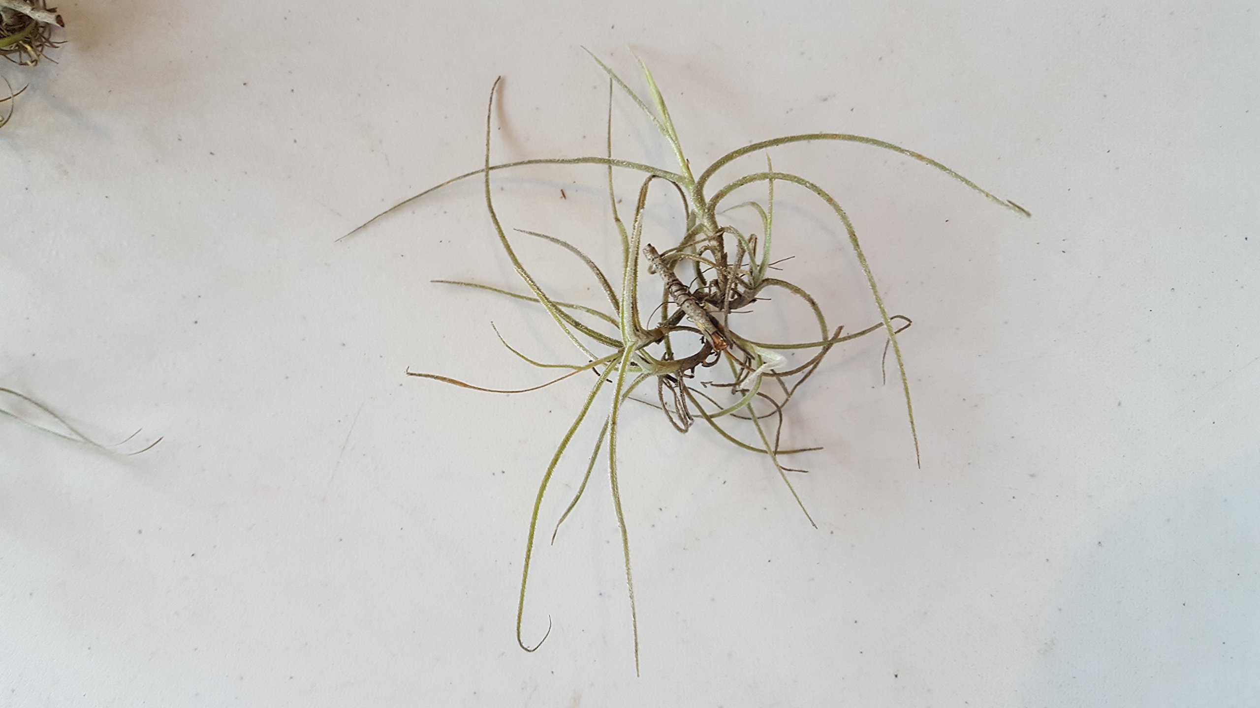 Air Plants Tillandsia House Plant Variety 5-Pack by DeVos