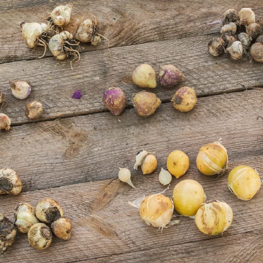 Allium Bulbs (Small) - Blue Caeruleum - 40 Bulbs - Blue Flower Bulbs, Bulb Attracts Bees, Attracts Butterflies, Attracts Pollinators, Easy to Grow & Maintain, Fragrant, Container Garden