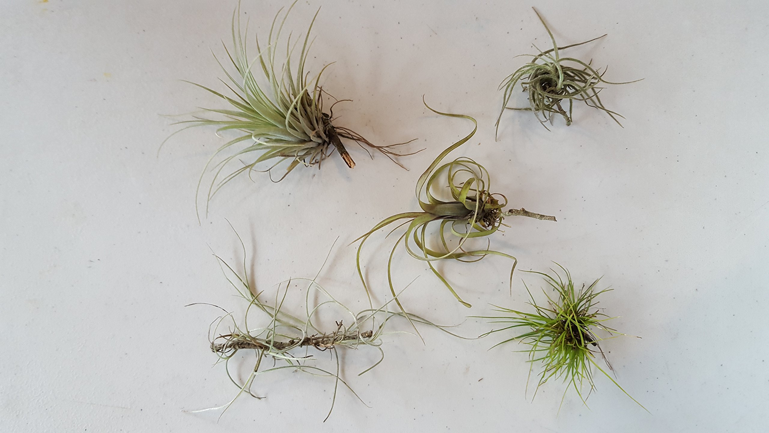 Air Plants Tillandsia House Plant Variety 5-Pack by DeVos
