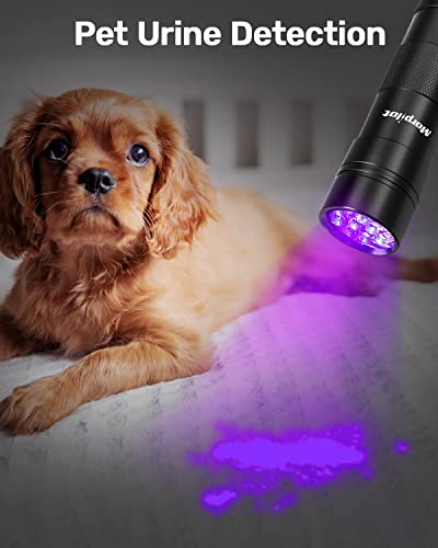 morpilot Blacklight Flashlights uv Flashlight: 12 Led 395nm 2 Pcs Black Light Flashlight Mini, Pet Urine Detector Light for Dog/Cat, Dry Stains, Resin Curing, Bed Bug