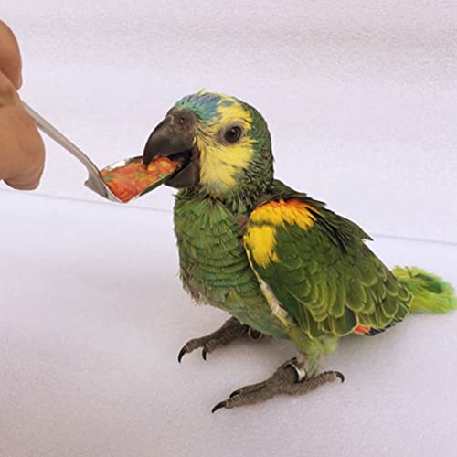 Hemoton 4.7inch Bird Stainless Steel Feeding Spoon, 6Pcs Special Bird Feeding Scoop Spoons, Hand Feeding Spoons for Peony Cockatiel Parrot
