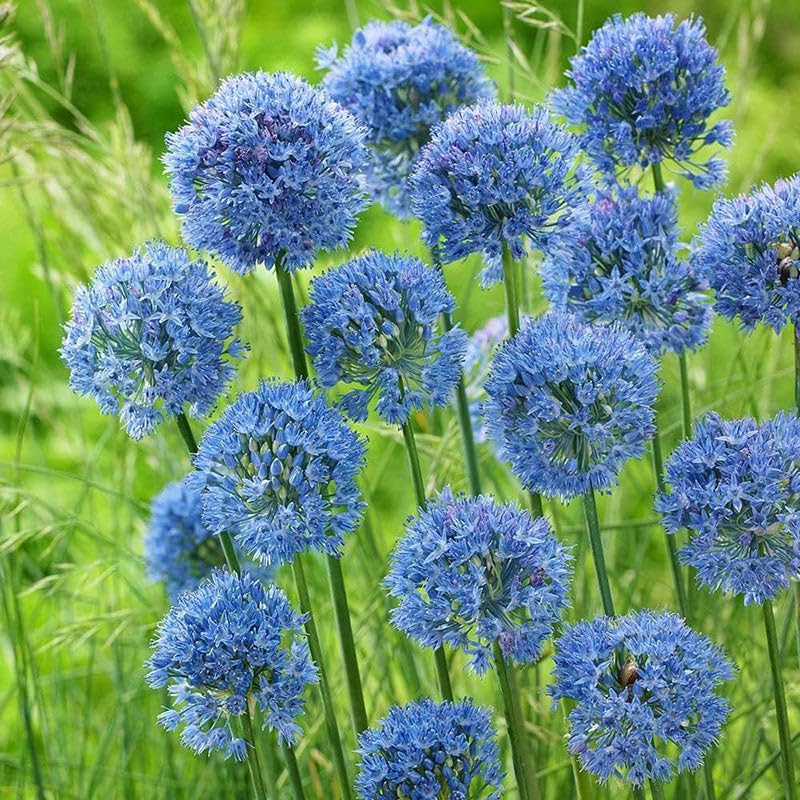 Allium Bulbs (Small) - Blue Caeruleum - 40 Bulbs - Blue Flower Bulbs, Bulb Attracts Bees, Attracts Butterflies, Attracts Pollinators, Easy to Grow & Maintain, Fragrant, Container Garden