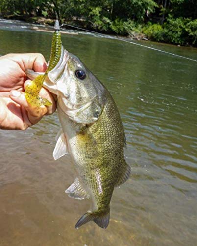 Yum Lures Grub Multi-Species Curly-Tail Swim-Bait Fishing Lure, White, 2" (18 Pack)
