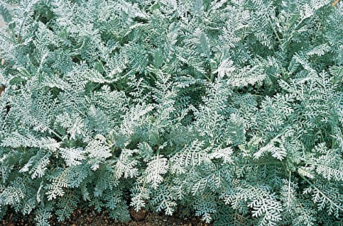 Burpee Silver Lace Dusty Miller Seeds 100 seeds