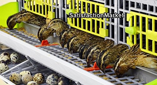 Quail Cage Two Compartment, The Patented Design, First in The World, Professional Quail Egg cage