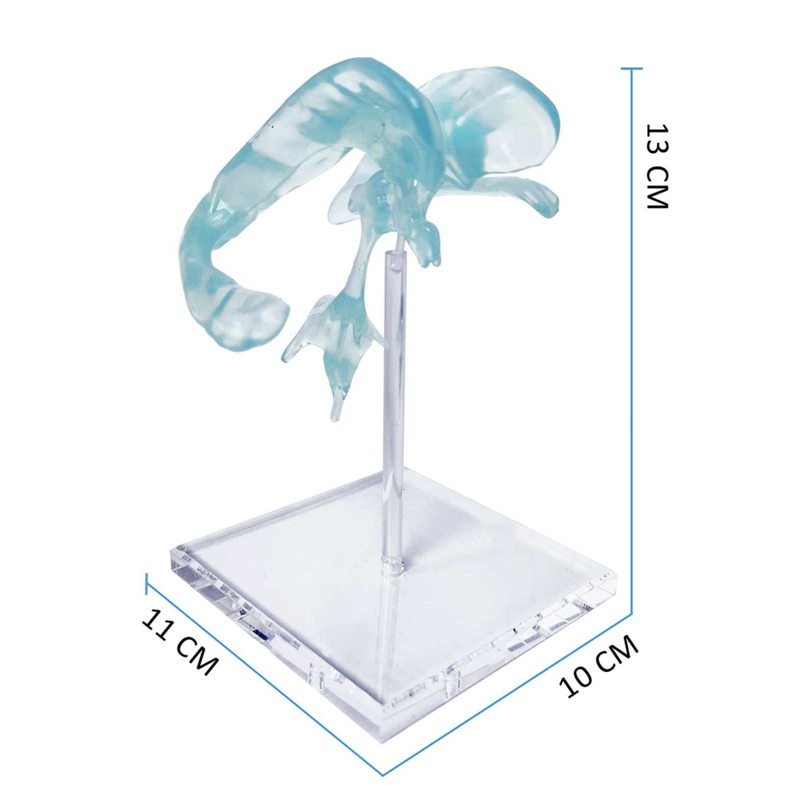 BXQQ Human Brain Ventricles Model, Enlarged Anatomical Model of Central Nerve of Amygdala and Thalamus in Ventricle