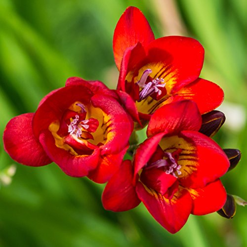 Freesia 'Double Flowering Mix' (15 Pack) Plant Bulbs for Gardening - Fragrant Freesia Mix Colors, Professional Growers from Easy to Grow
