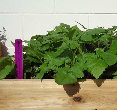 BlackBerry Plants "Prime-Ark Freedom" Price Includes Four (4) Plants