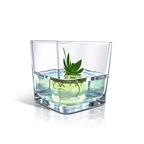 BLOOMIFY Miniature Orchid Terrarium, Open Pot Design, Maintenance Free, 3" Glass Votive