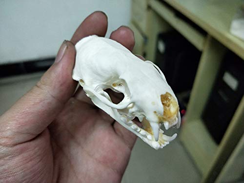weasel Skull Taxidermy supplies art bone vet medicine 1:1