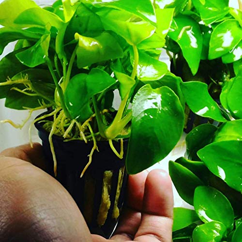Planterest β Anubias Nana Golden Potted Easy Live Aquarium Plant Decorations BUY2GET1FREE