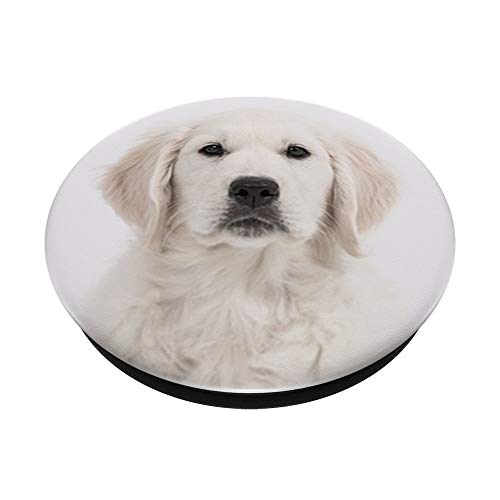 White Golden Retriever