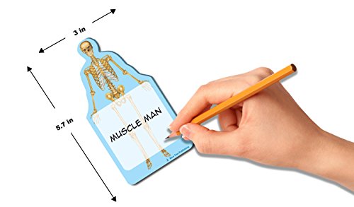 Fun Anatomy Sticky Notes Collection, 6 Pack-100 Sheets Per Pack, Medical Note Pads and Great Gifts.