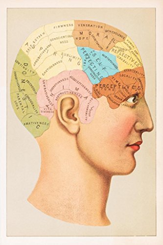 Phrenology Human Brain Skull Anatomy Vintage Illustration 1891 Educational Chart Diagram Thick Paper Sign Print Picture 8x12