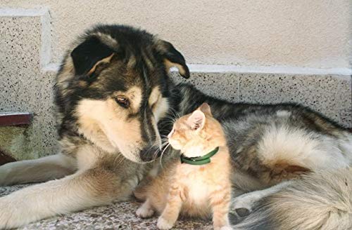 cat Digestive Support - PROBIOTICS for Pets - Dogs Cats - Bad Gas and Breath Treats - Advanced Immune Boost - cat probiotics for Diarrhea - 2 Bottles (120 Treats)