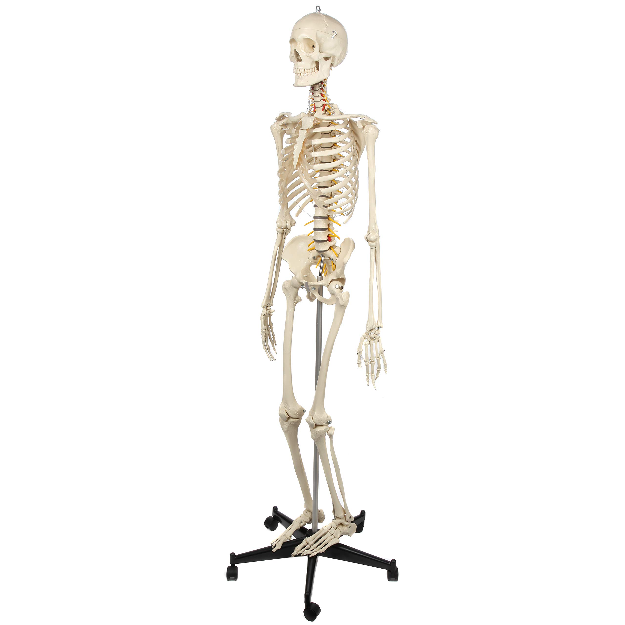 Rudiger Anatomie Physiological Skeleton with Flexible Spine, Spinal Cord, Vertebral Arteries, Mounted Herniated Disc and Sectioned Sacrum, Includes Display Stand with Casters, Dust Cover, and Warranty