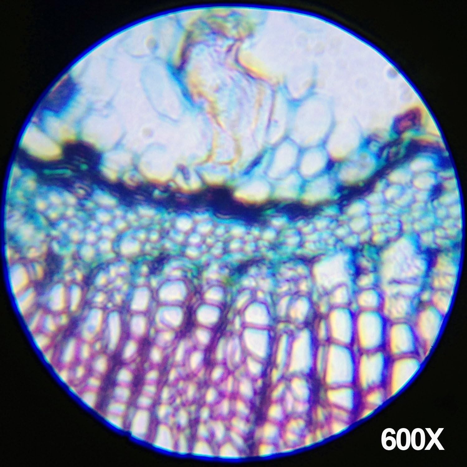 AmScope-Kids M30-ABS-KT2 Starter Microscope Kit, Metal Frame, 120X, 240X, 300X, 480X, 600X, and 1200X Magnifications, 2 Eyepieces and 49 Accessories and Case